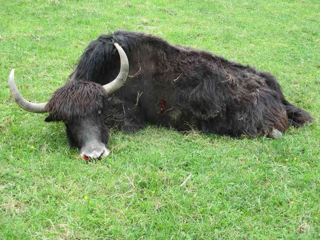 Reeder Custom Guns - Kase and his Yak hunt. He spotted a really