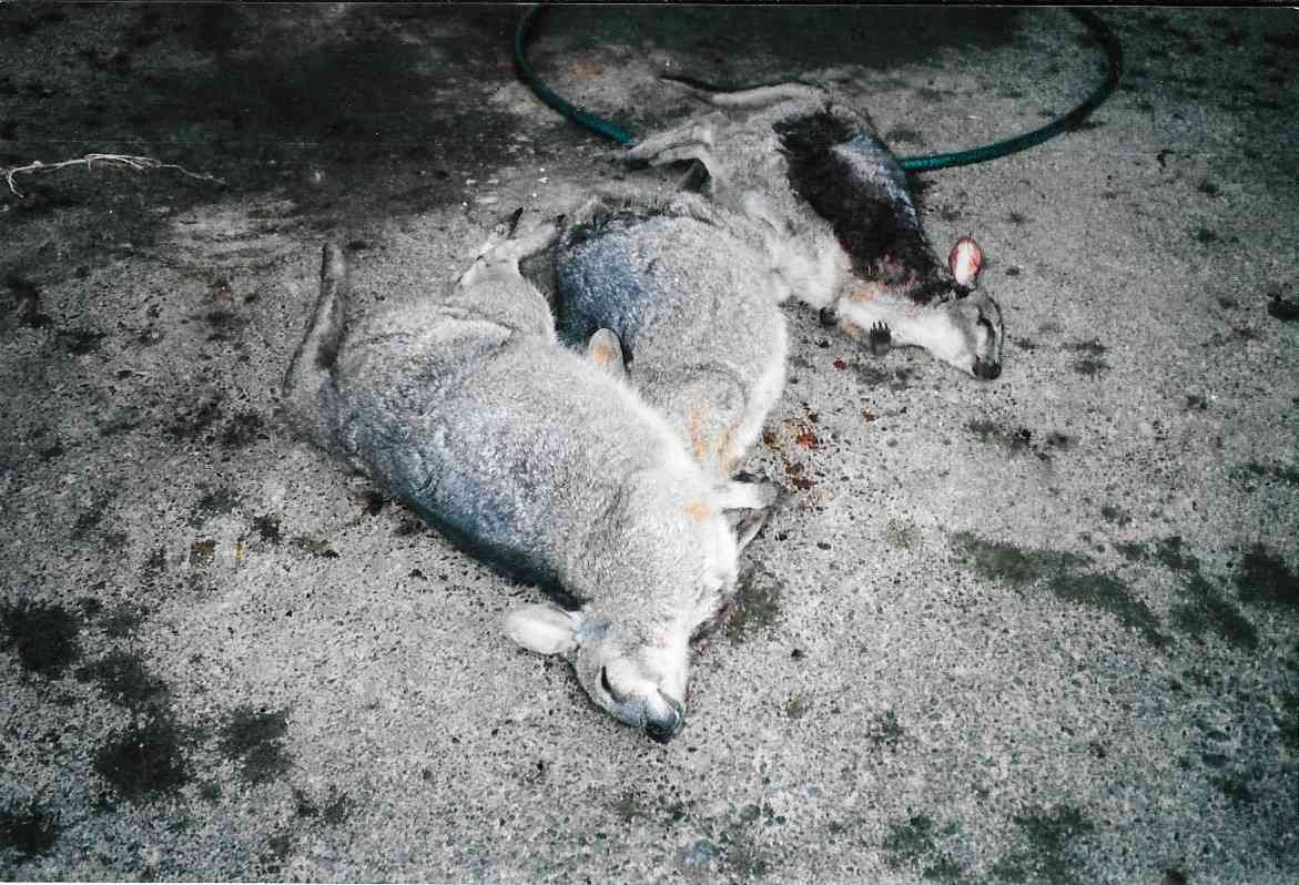 Reeder Custom Guns - Wyoming has released 90 Kangaroos in the Casper