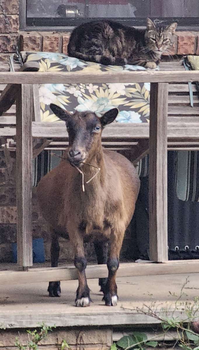 Reeder Custom Guns - So much rain lately, everyone at the farm…